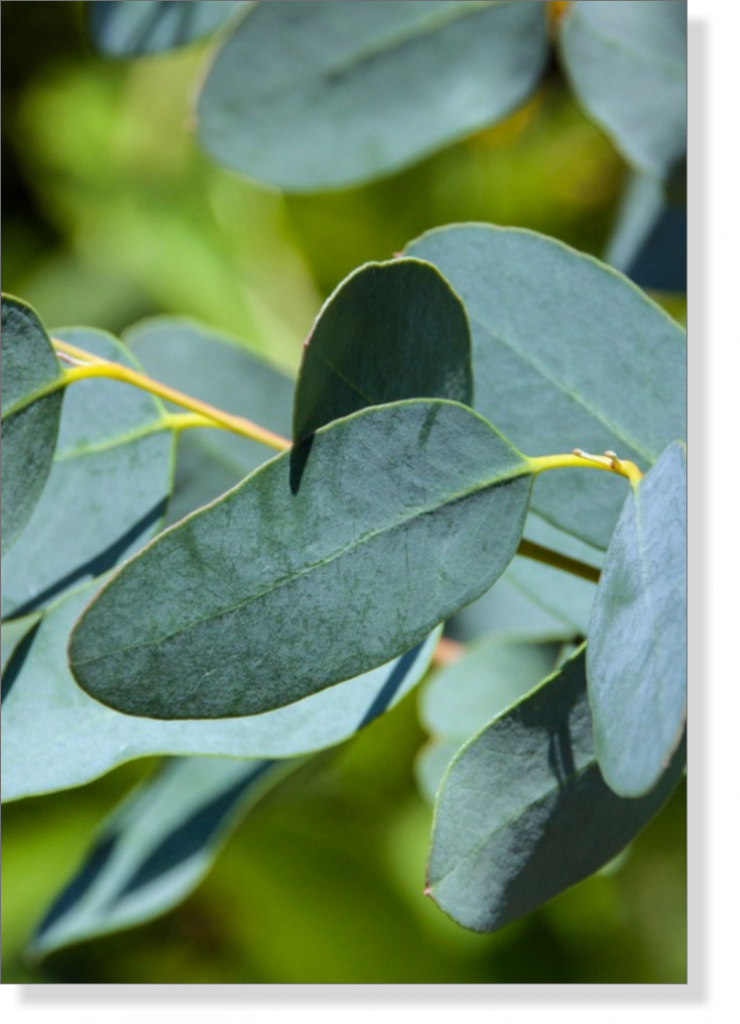 NUMINOX™ Hair Follicle & Scalp Revitalizer - Mediceuticals India